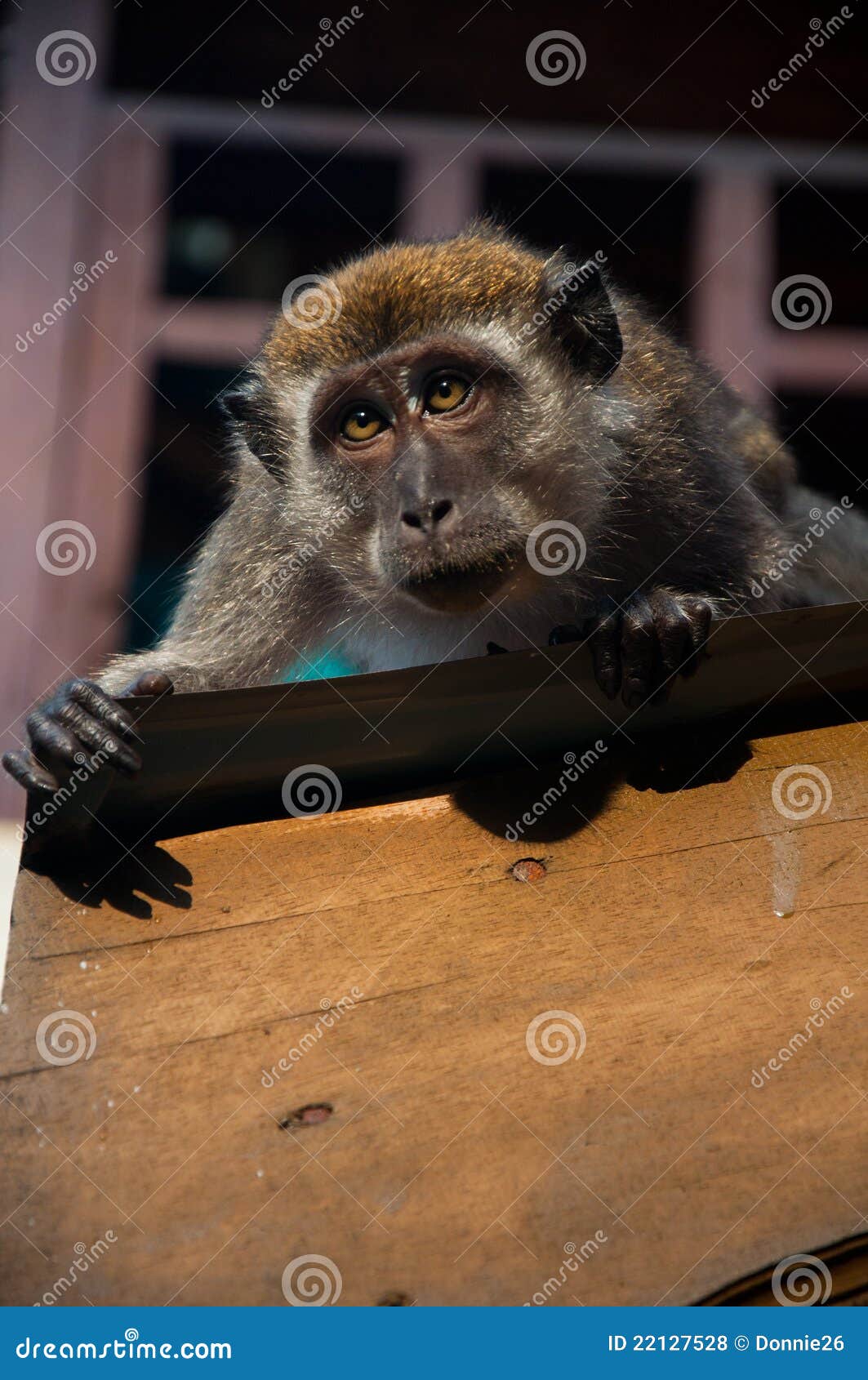 Monkey staring stock photo. Image of large, indonesia - 22127528