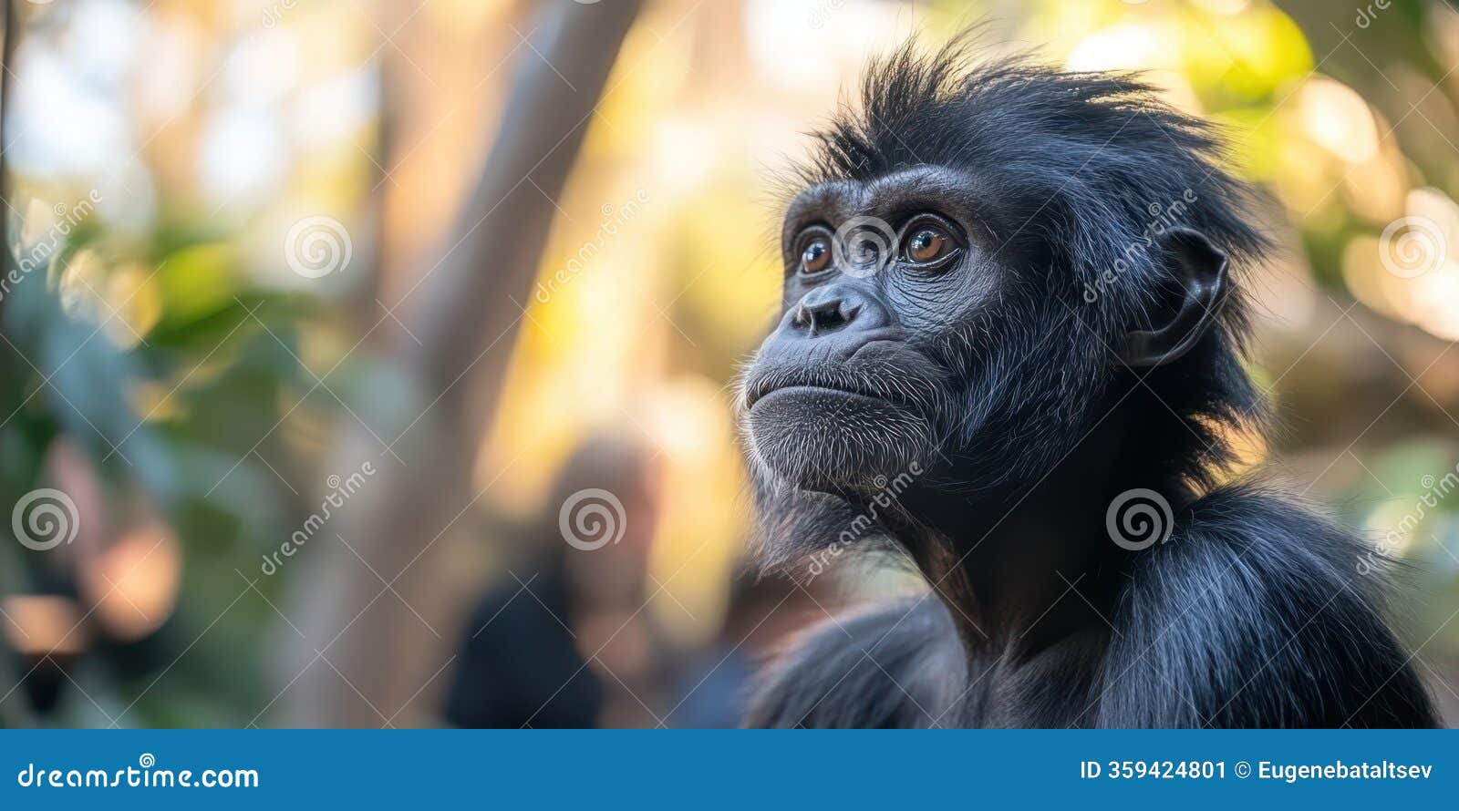 Monkey Staring into Distance with Warm Golden Light on Its Face and ...