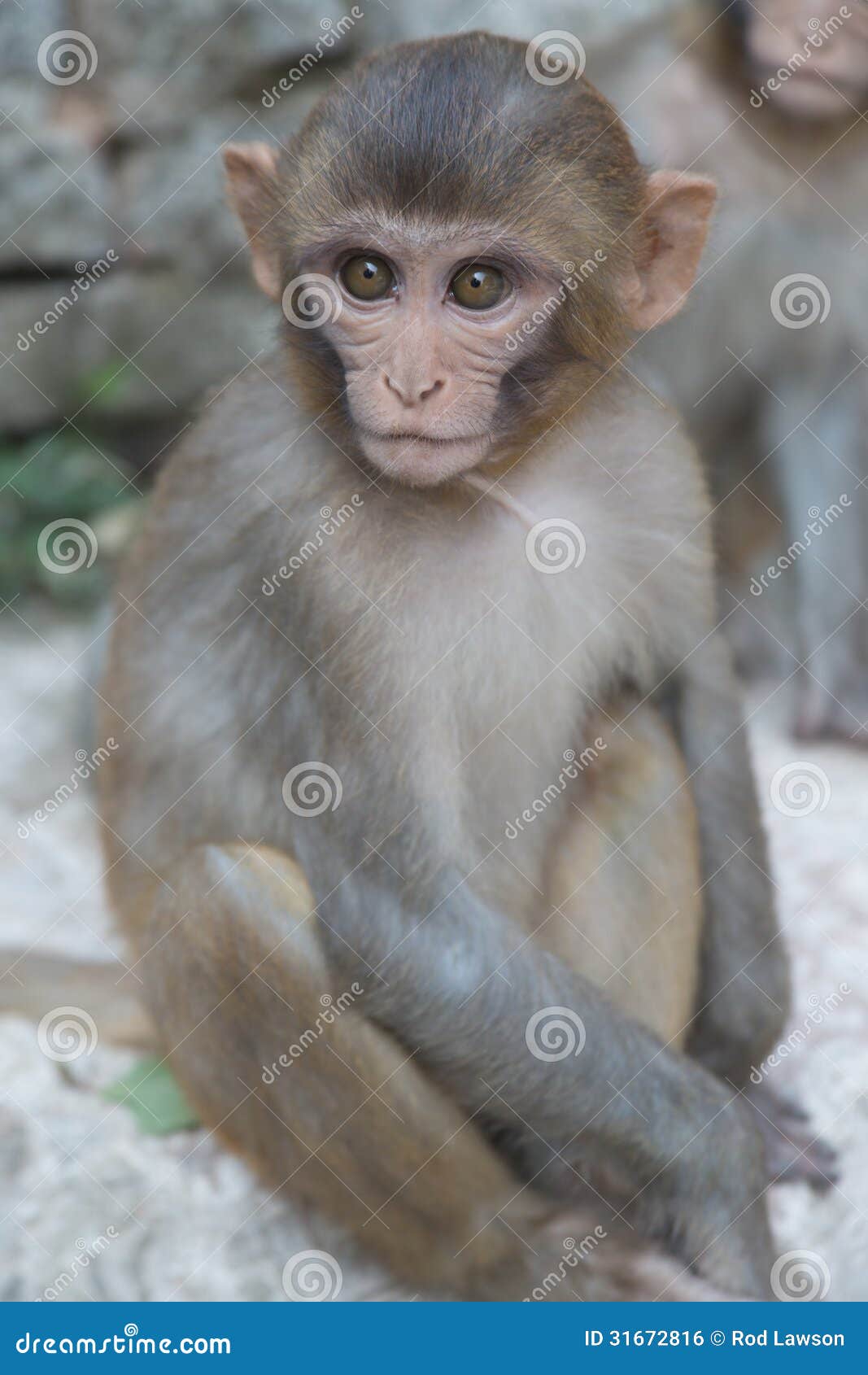 Monkey with staring eyes stock photo. Image of eyes, watch - 31672816