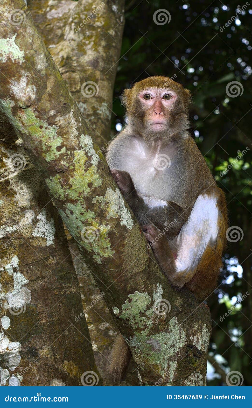 The Monkey Staring at Visitors Stock Image - Image of macaca, siting ...