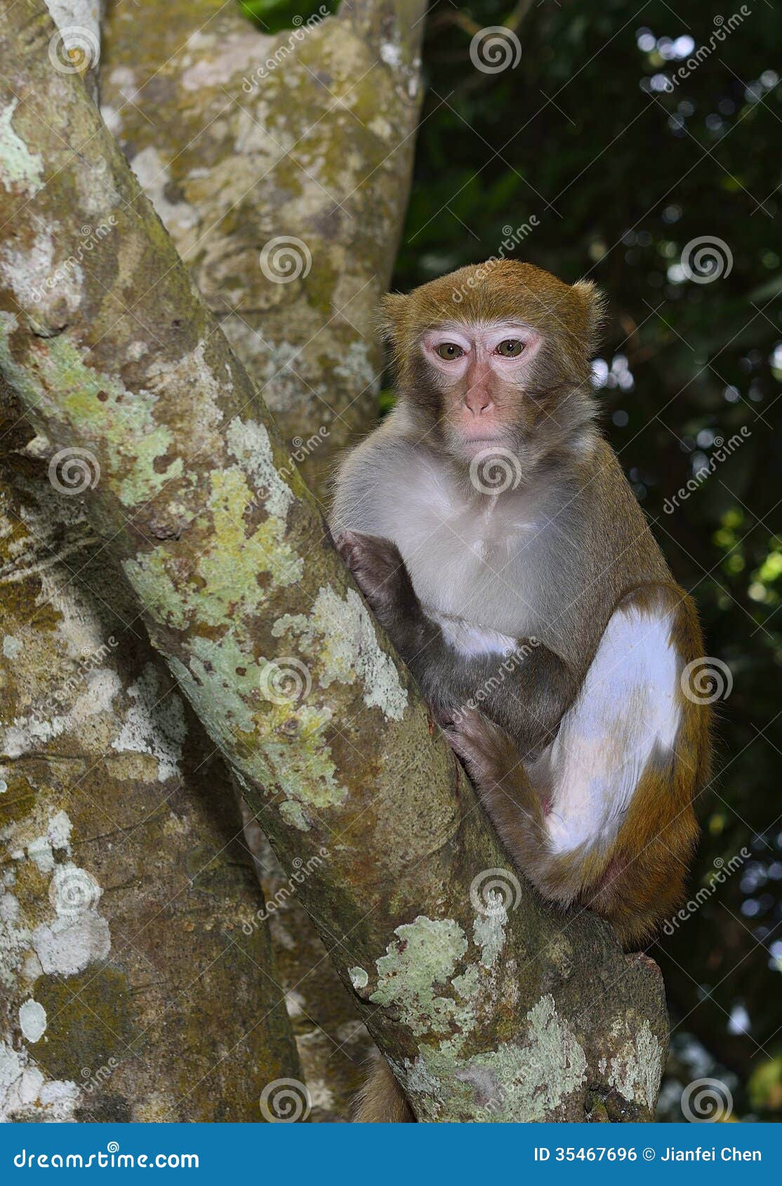 The Monkey Staring at Visitors Stock Photo - Image of mulatta, macaca ...