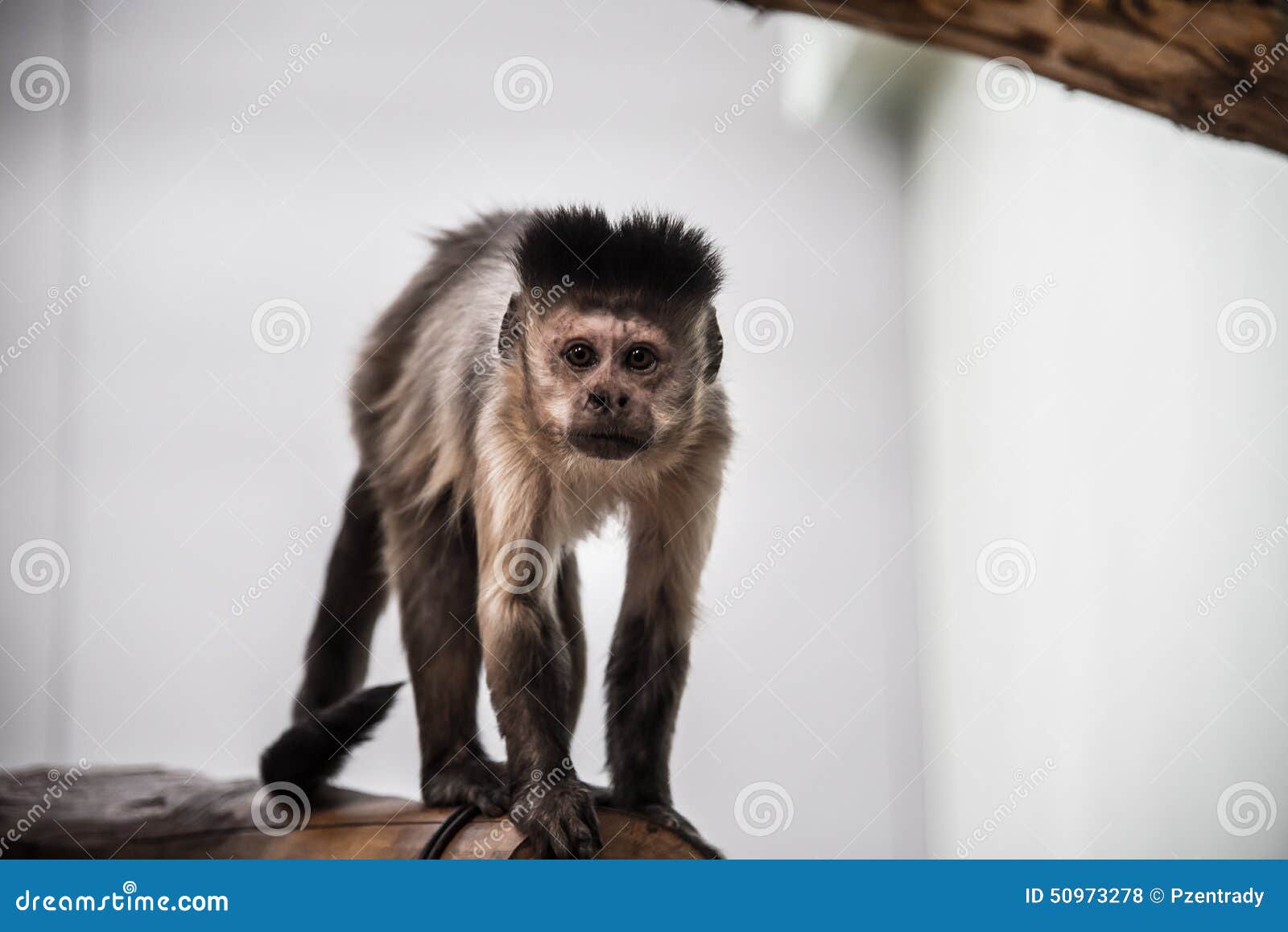 The monkey staring stock photo. Image of look, wild, suspecious - 50973278
