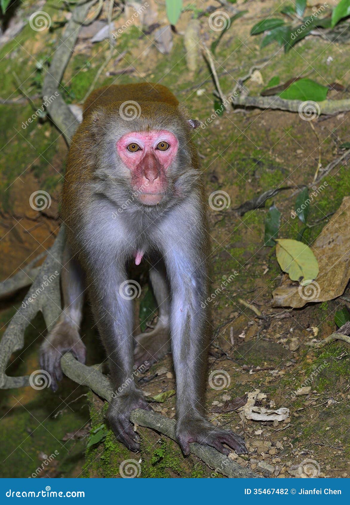 The Monkey is Staring at You Stock Photo - Image of mammal, monkey ...