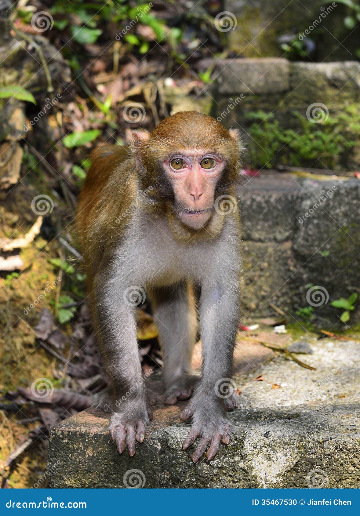 The Monkey is Staring at You Stock Photo - Image of dens, single: 35467530