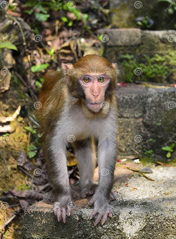 The Monkey is Staring at You Stock Photo - Image of dens, single: 35467530