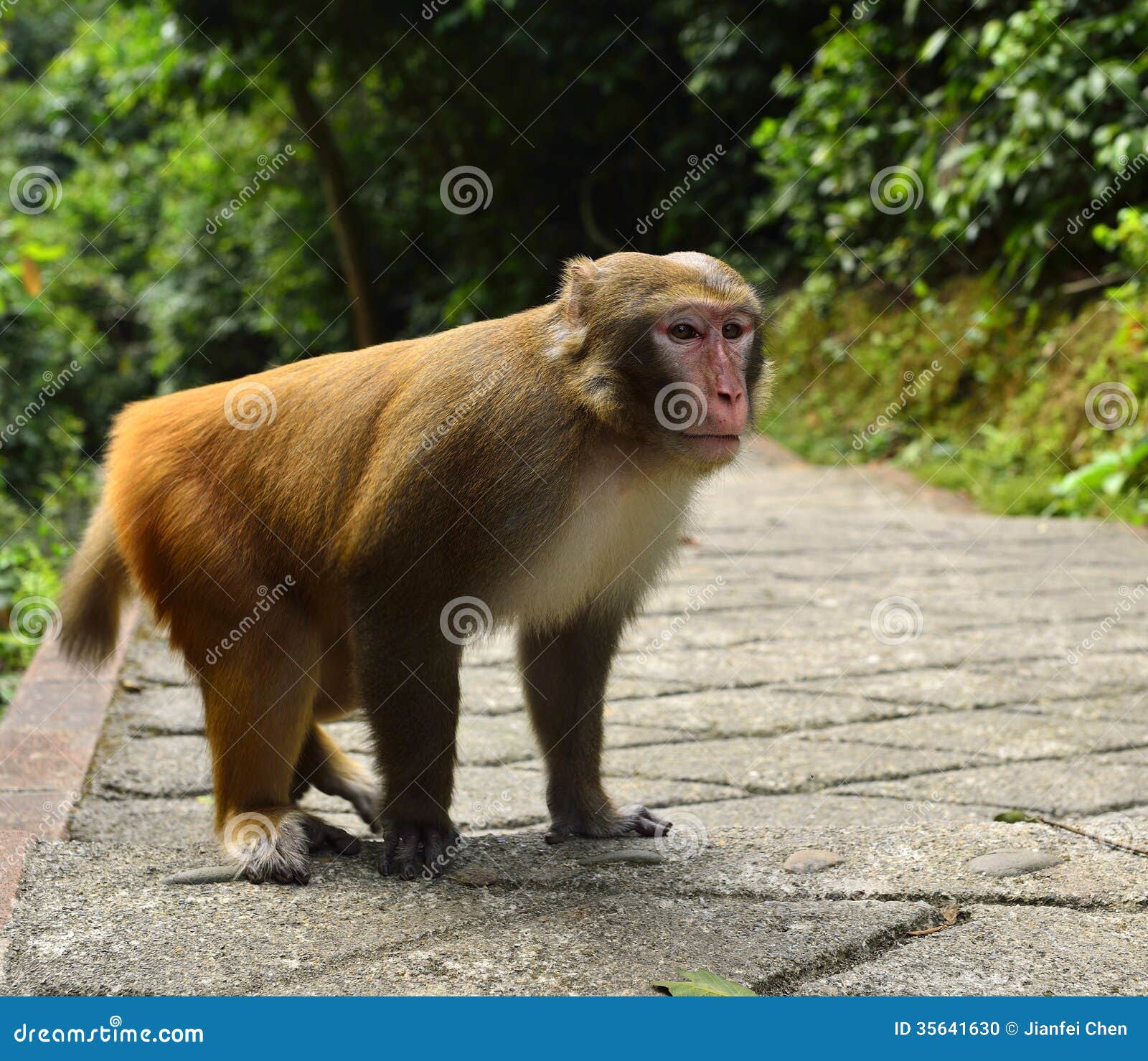 The Monkey is Staring at You Stock Photo - Image of smart, clever: 35641630
