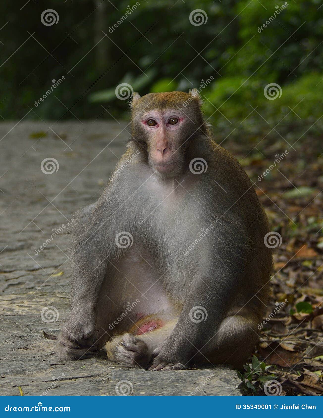 The Monkey is Staring at You Stock Image - Image of single, siting ...