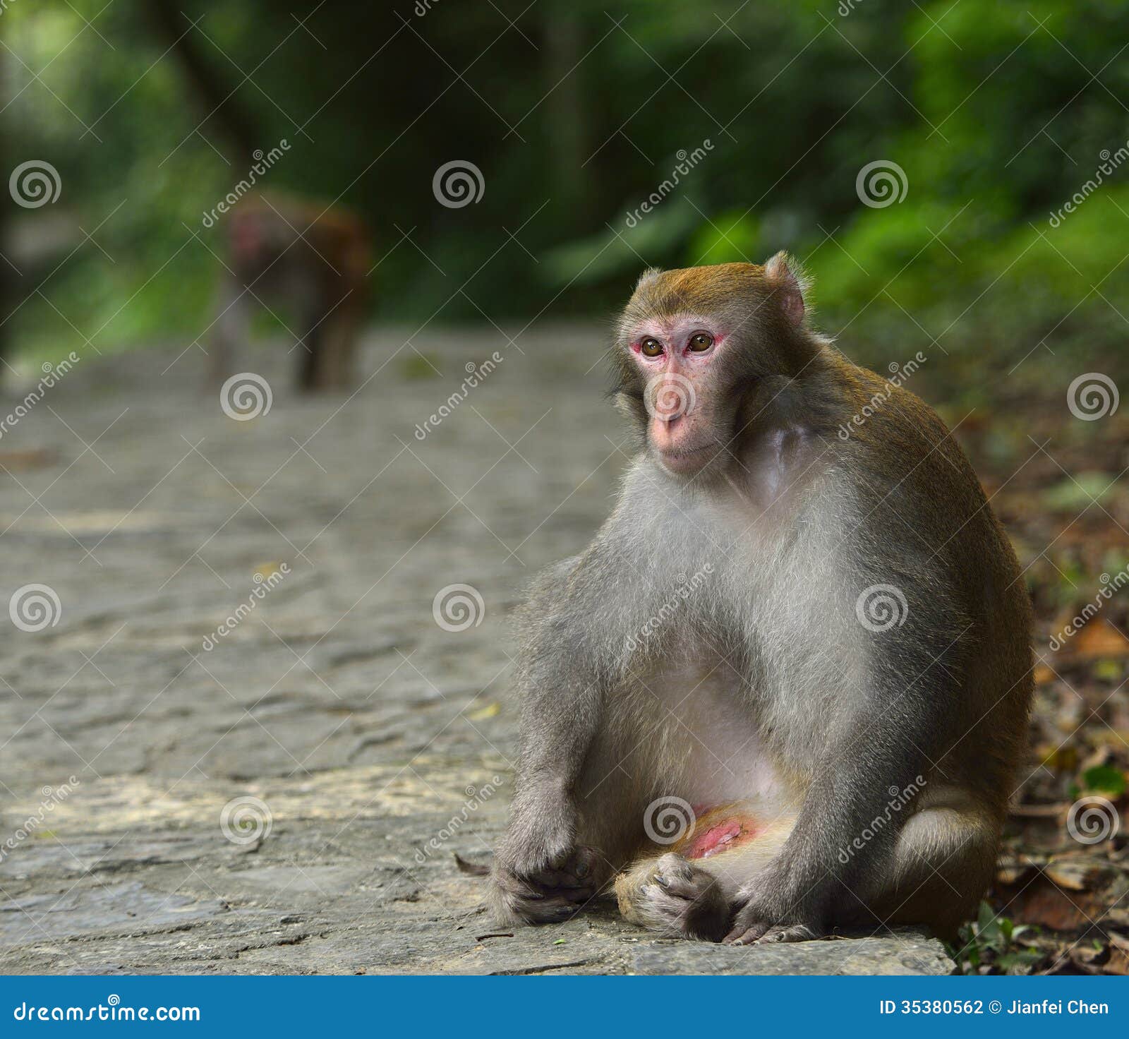 The Monkey is Staring at You Stock Photo - Image of looking, monkey ...