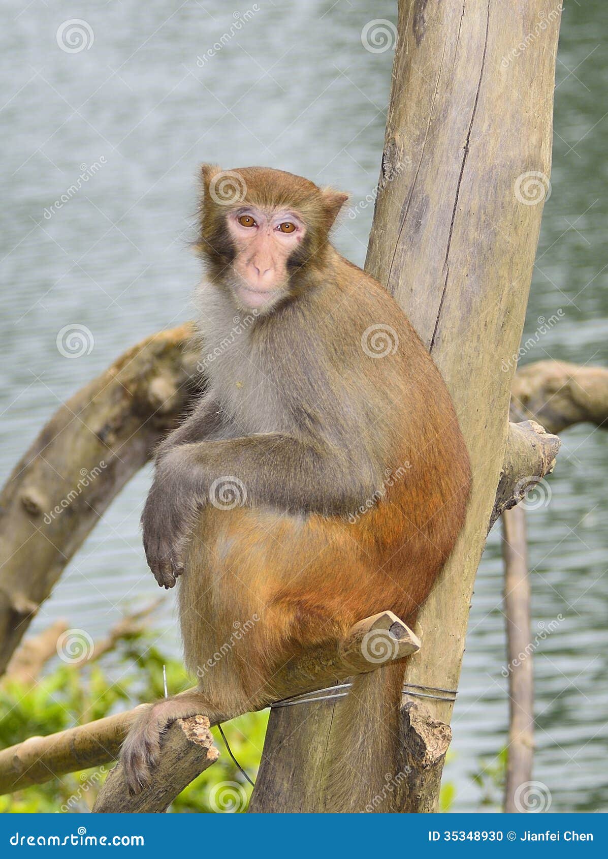 The Monkey is Staring at You Stock Photo - Image of wildlife, single ...