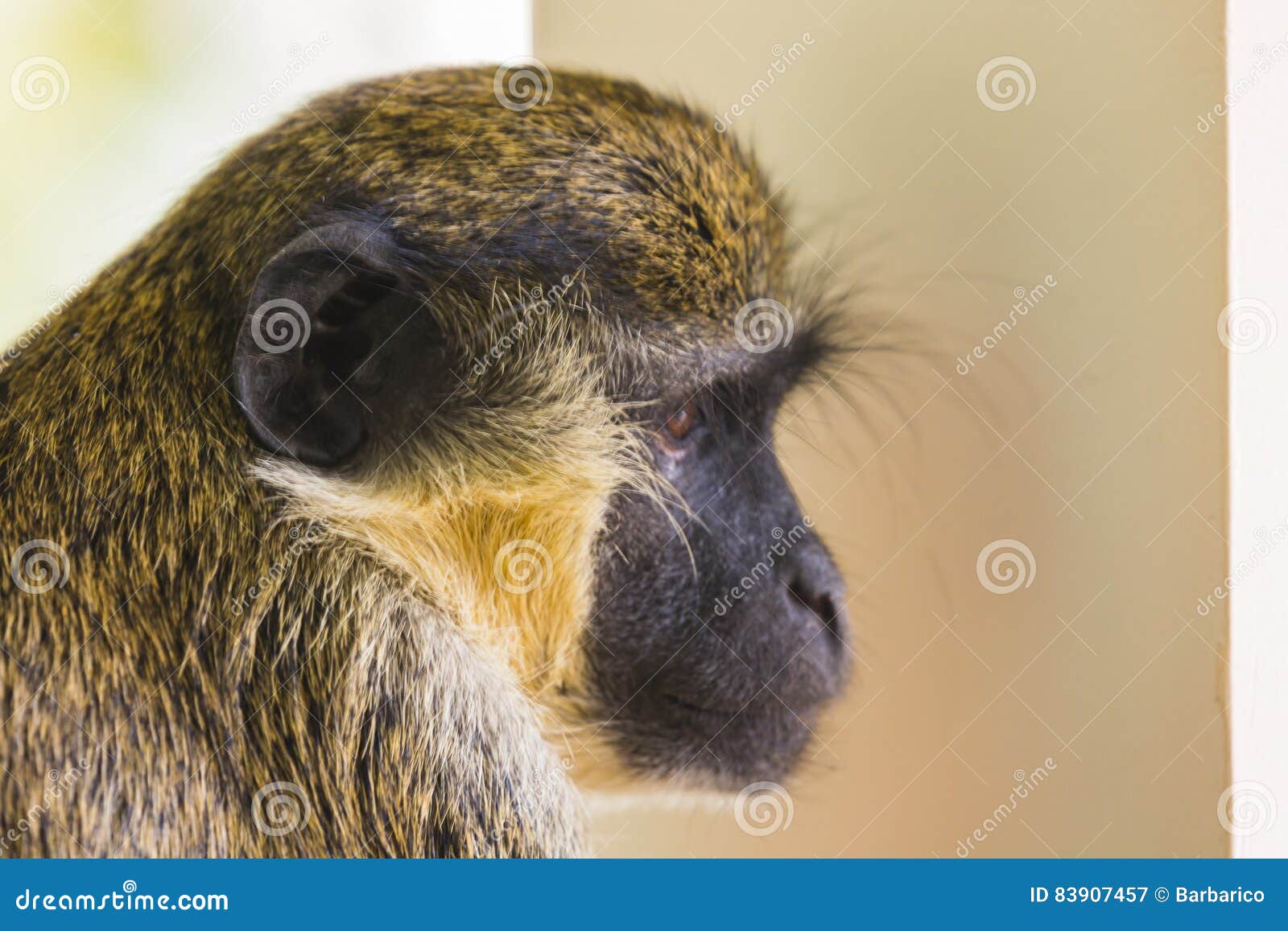 Monkey Starring on a Balcony Stock Image - Image of season, portrait ...