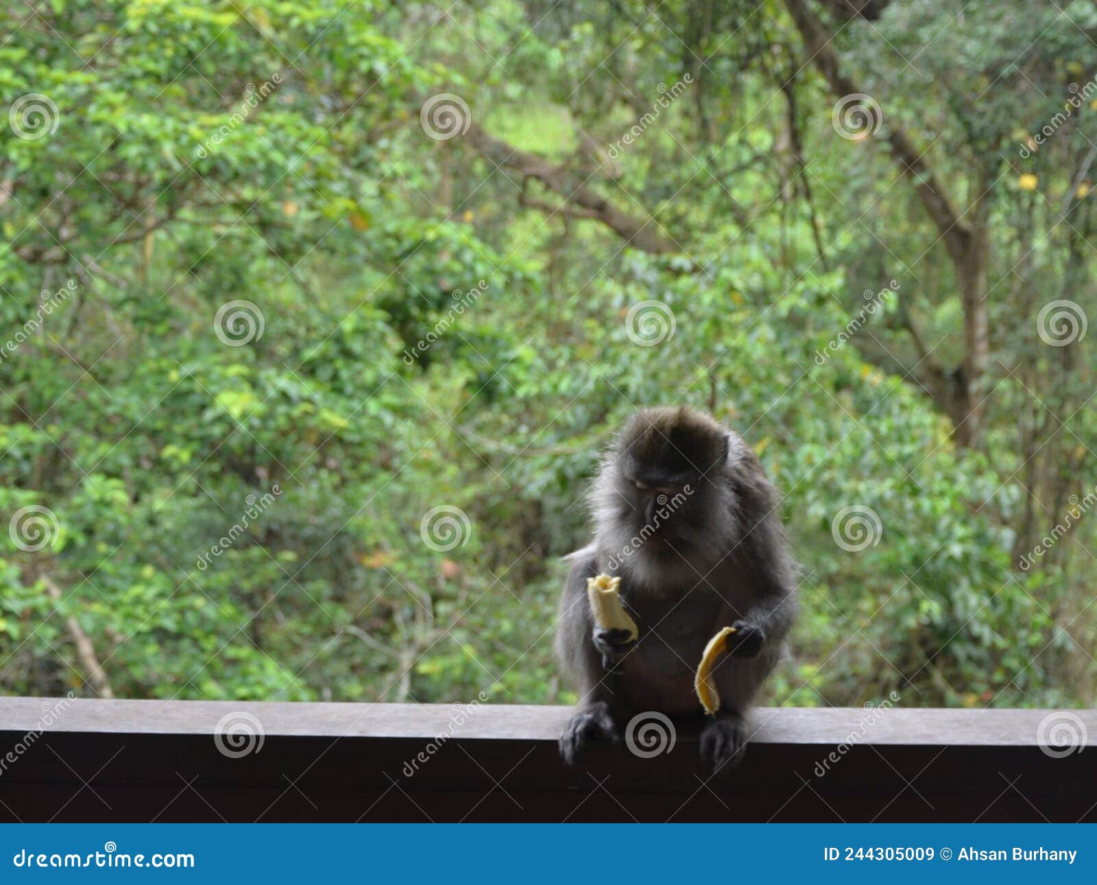 Monkey Starring at His Lunch Stock Image - Image of banana, starring ...