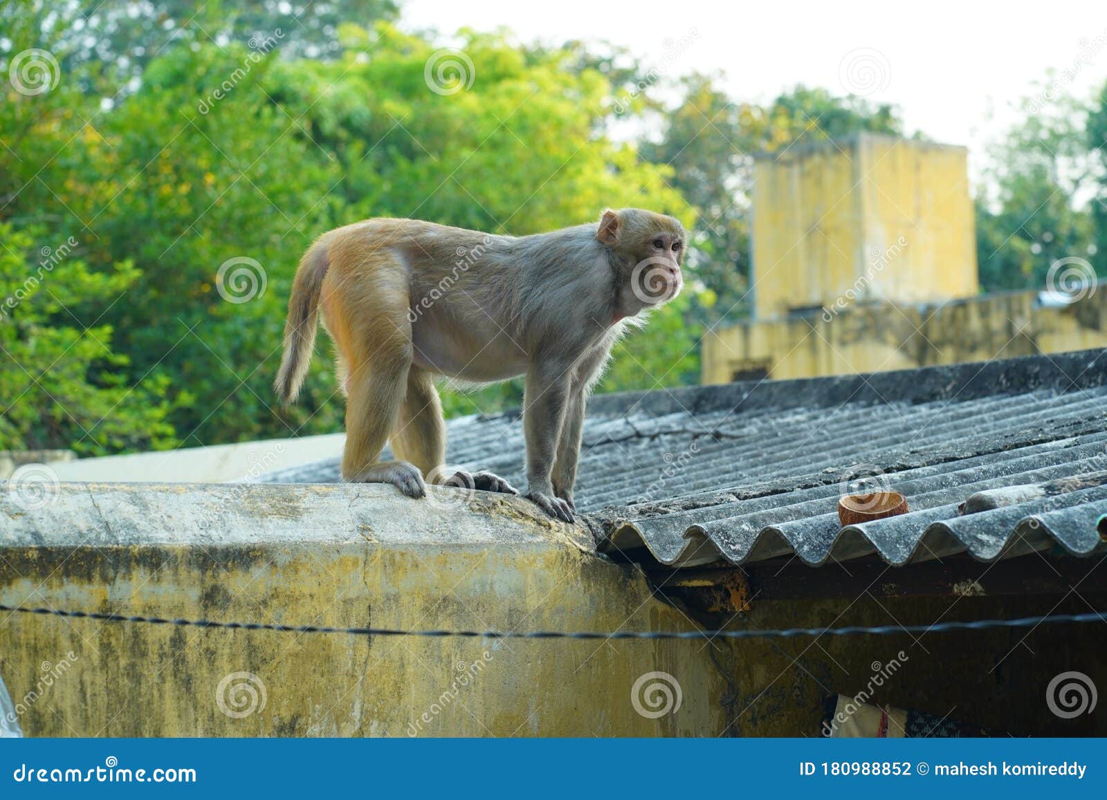 Monkey while starring stock photo. Image of animal, chimpanzee - 180988852