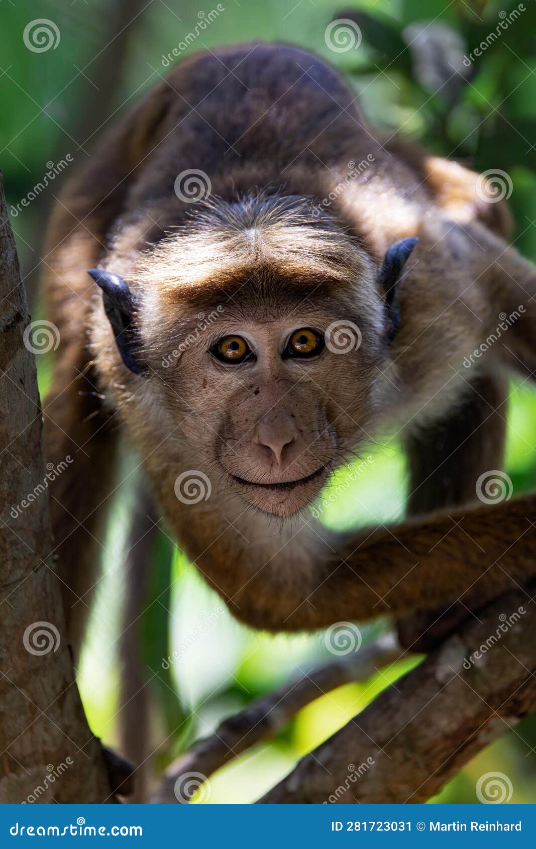 Monkey starring stock image. Image of squirrel, mammal - 281723031