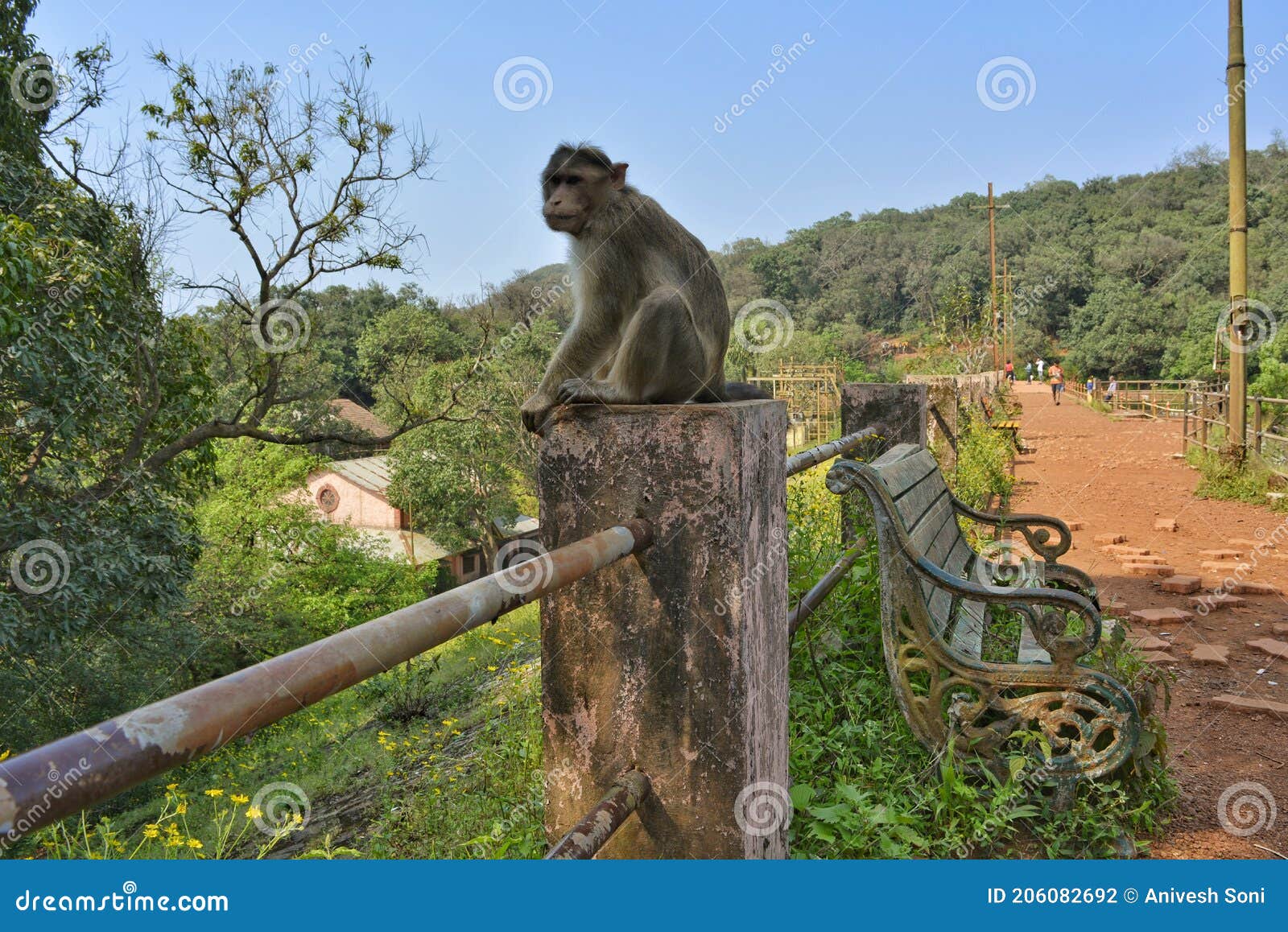Monkey in the State of Maharashtra Called Mahabaleshwar Stock Photo ...