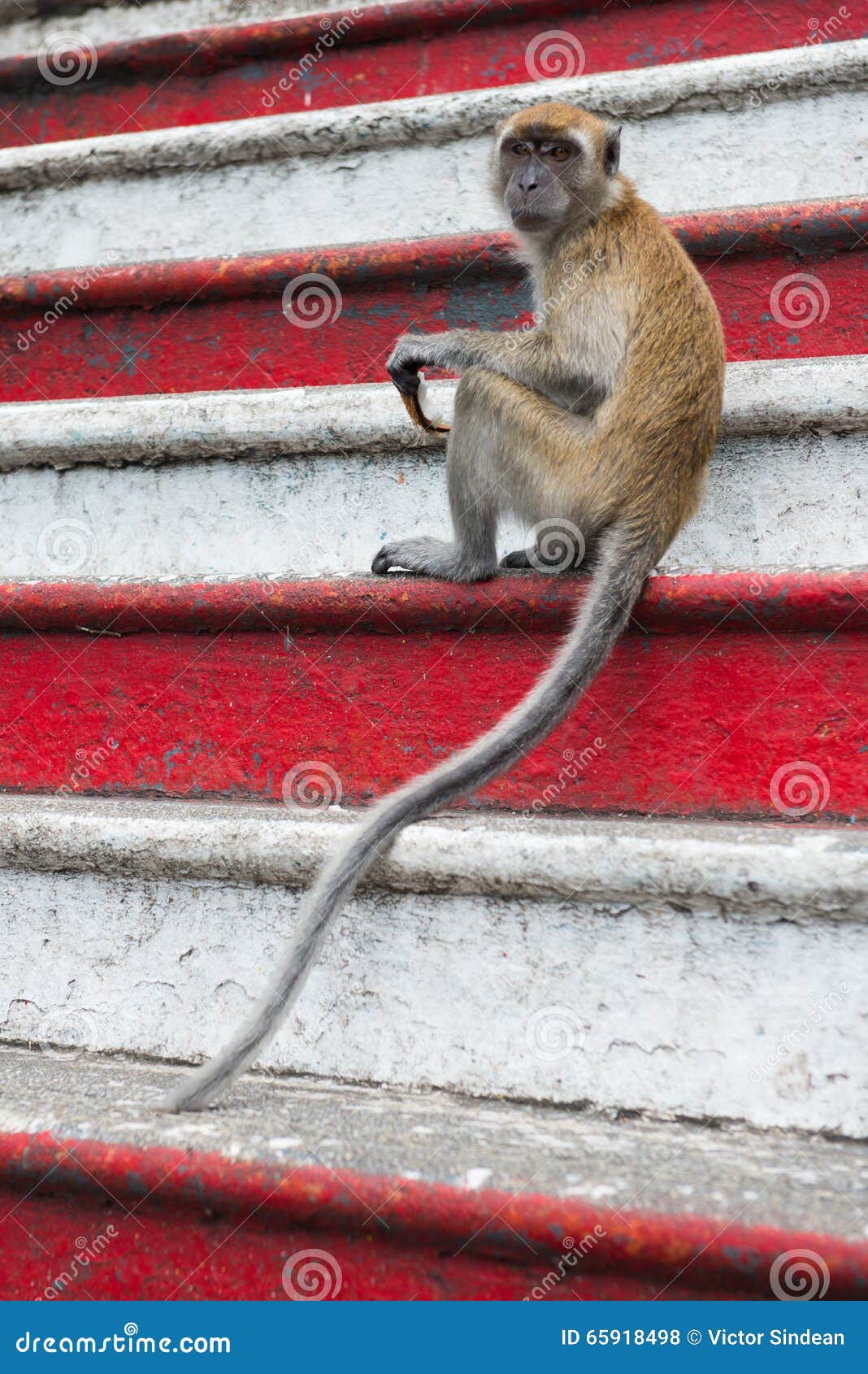 Monkey on steps red white stock photo. Image of sitting - 65918498