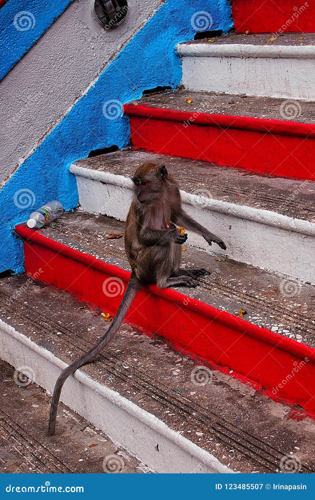 Monkey Sitting on the Steps Stock Image - Image of cute, park: 123485507