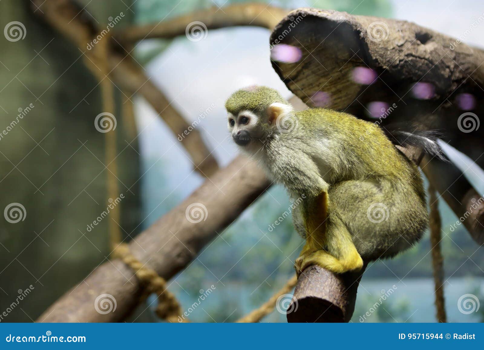 Monkey on a stick stock photo. Image of primate, exotic - 95715944
