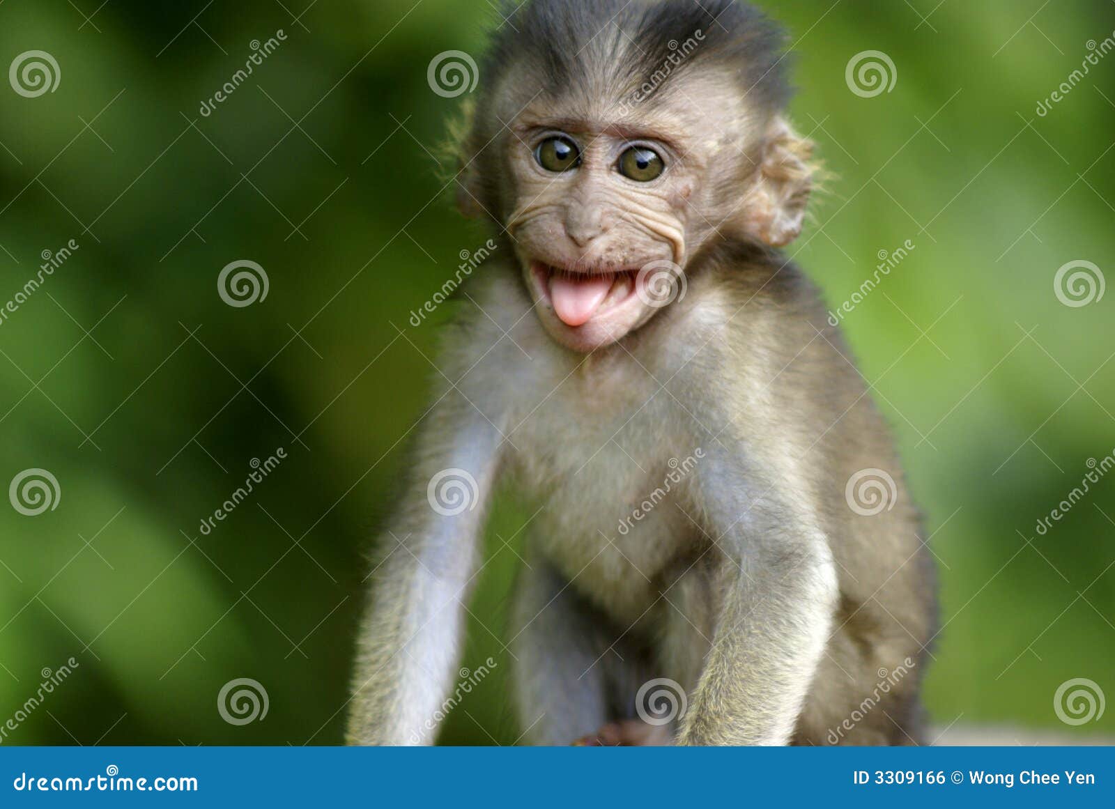 Monkey sticking out tongue stock photo. Image of primate - 3309166