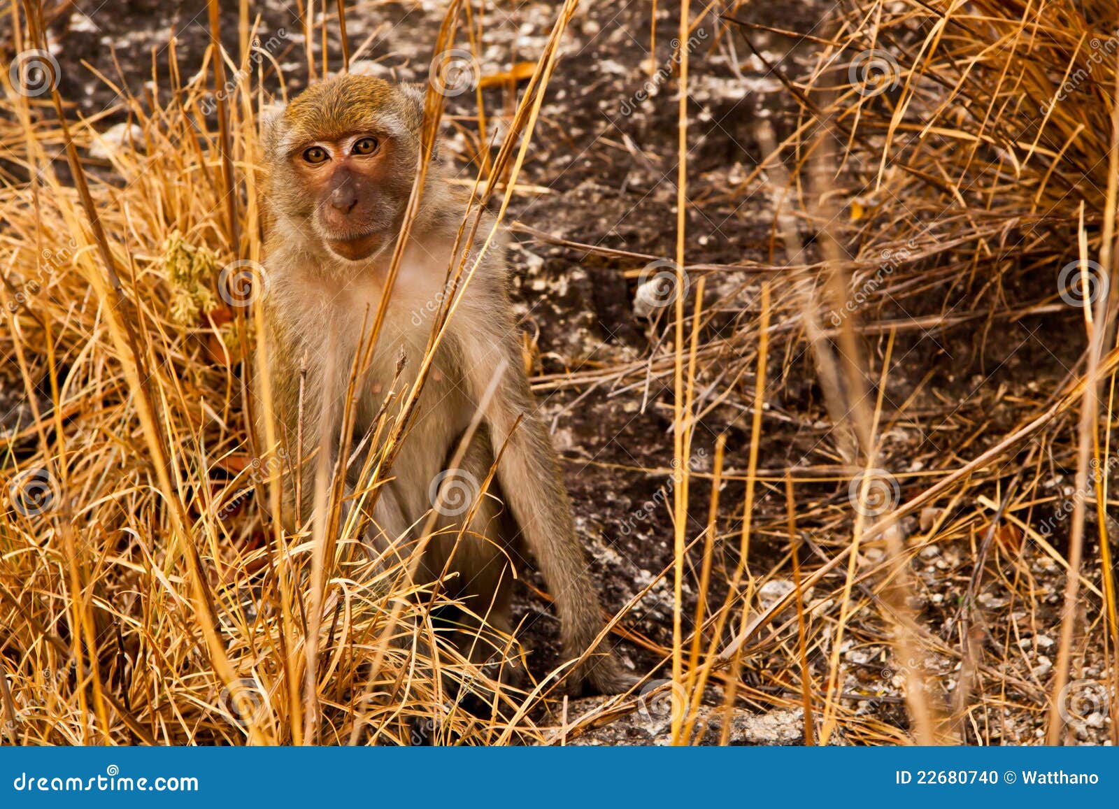 Monkey Still Looking on Yellow Prairie Stock Photo - Image of hairy ...