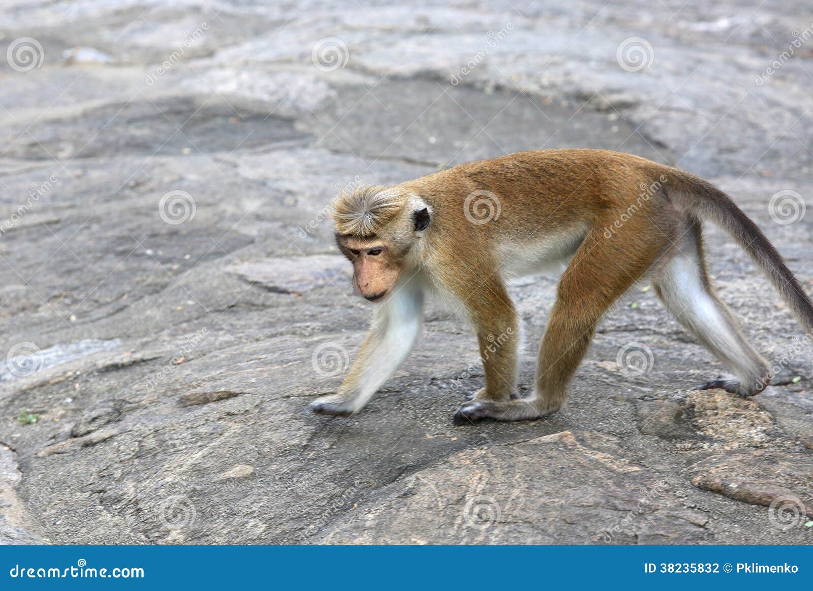 Monkey on stone stock photo. Image of mammal, forest - 38235832
