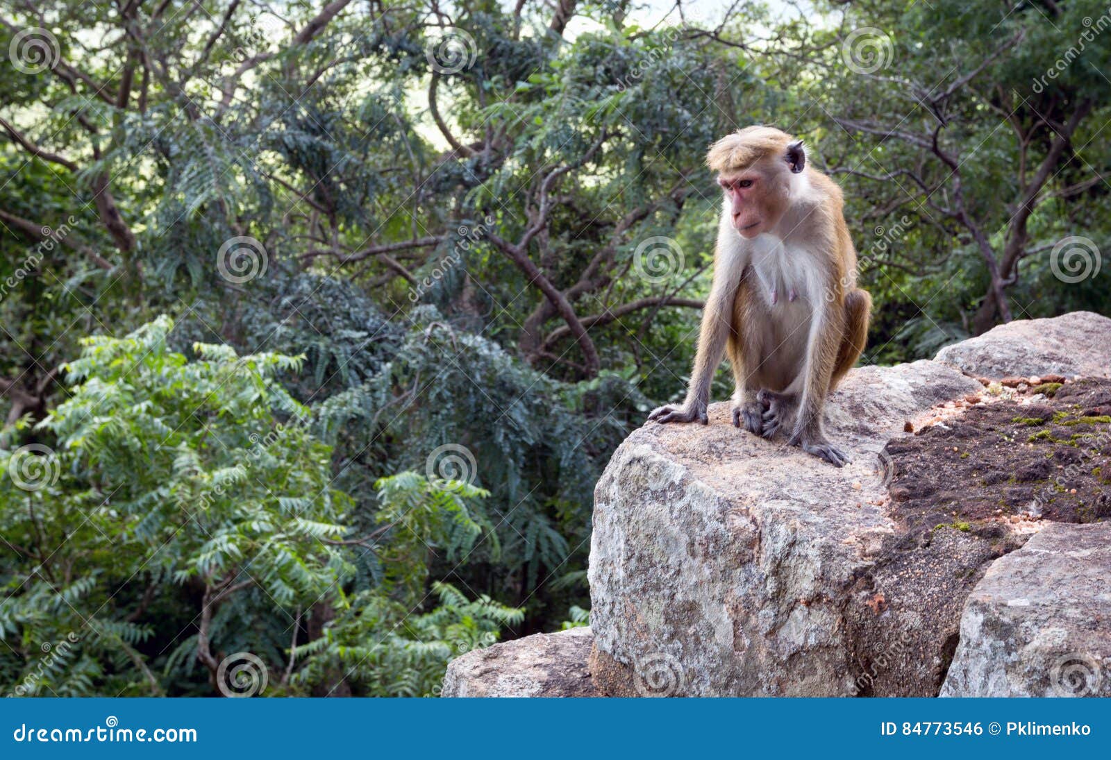 Monkey On Stone Garden Citatah. Long Tailed Macaque Monkey Walking On ...