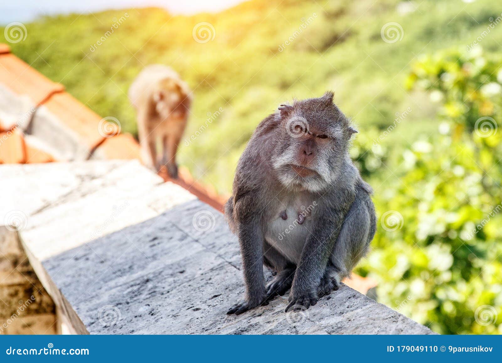 Monkey on a Stone Parapet. Green Nature Background Stock Photo - Image ...