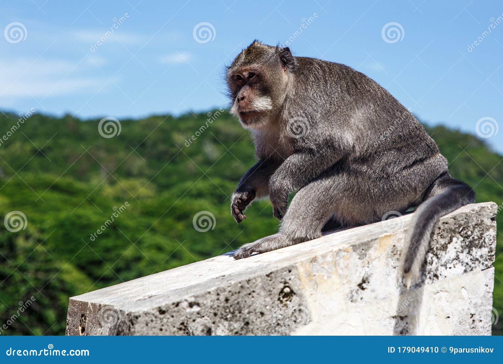 Monkey on a Stone Parapet. Green Nature Background Stock Photo - Image ...