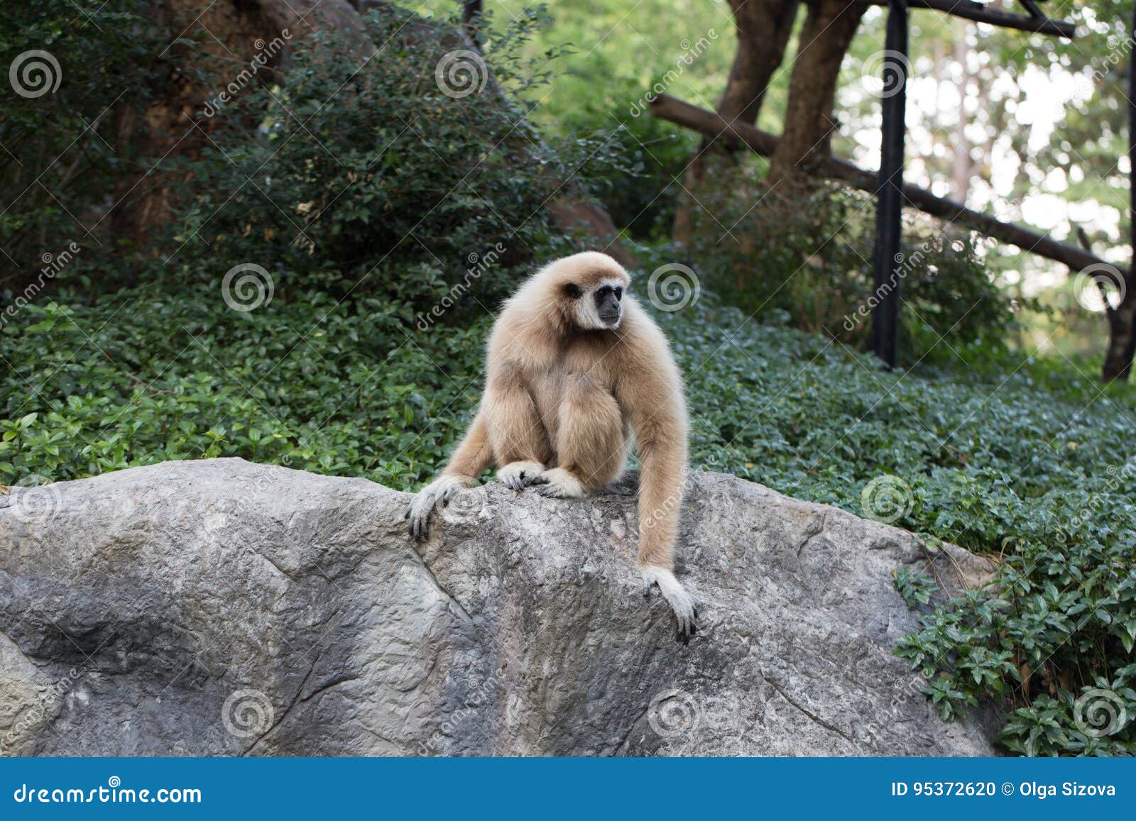 Monkey on a stone stock photo. Image of asia, green, cute - 95372620