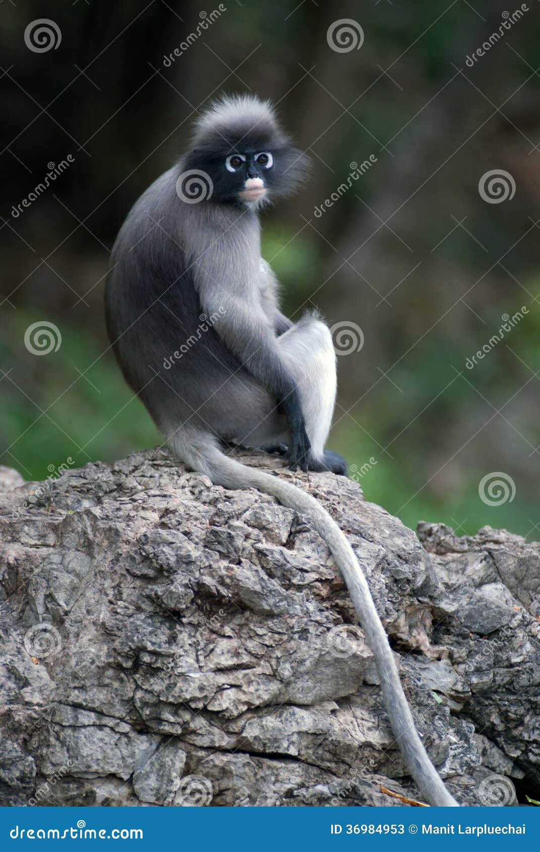 Monkey Stone Presbytis Obscura Reid Stock Photos - Free & Royalty-Free ...