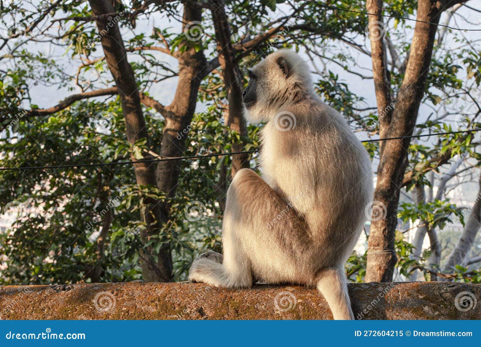 Monkey on the Street of Rishikesh Stock Image - Image of life, primate ...