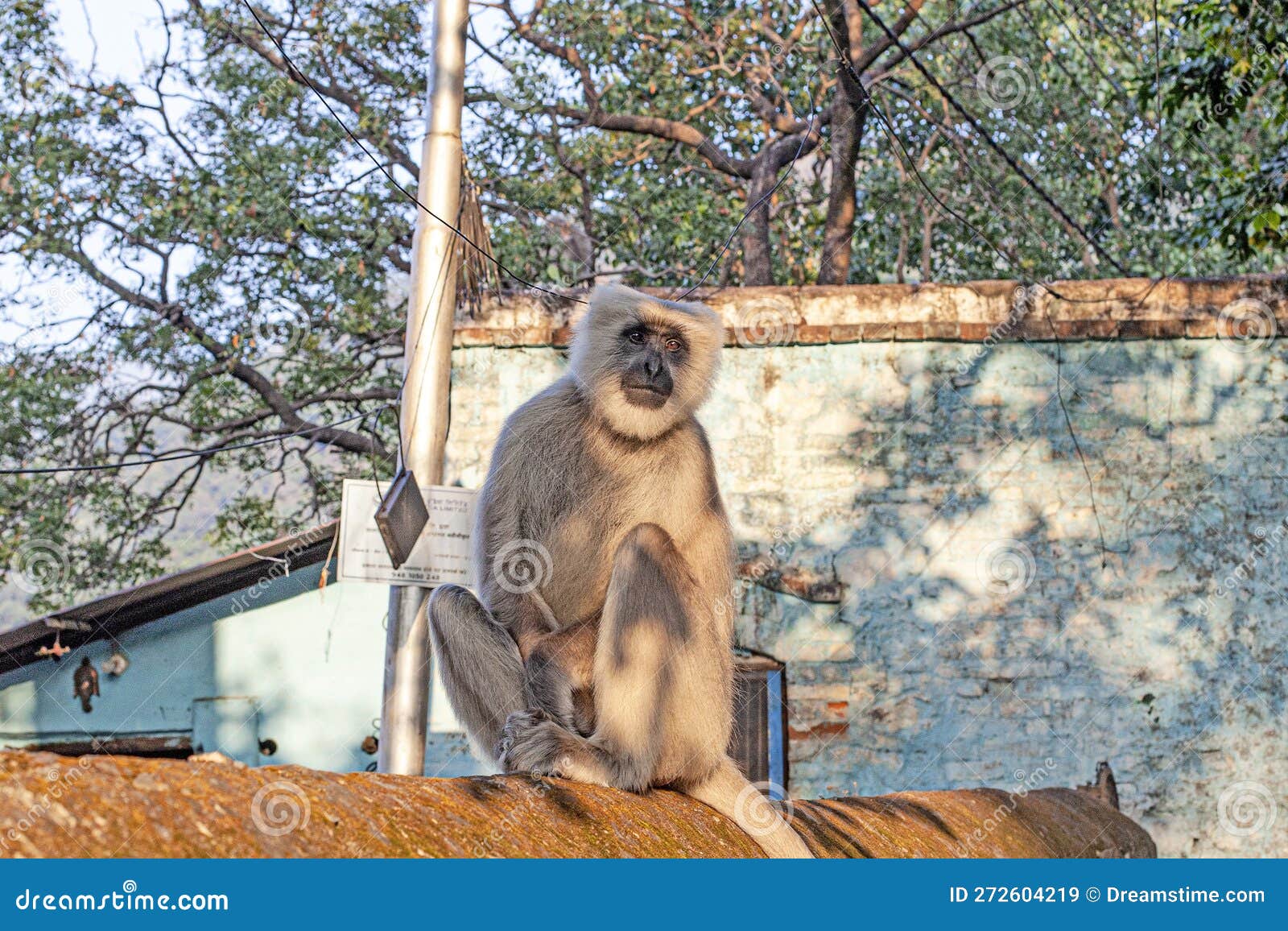 Monkey on the Street of Rishikesh Stock Image - Image of macaca, animal ...