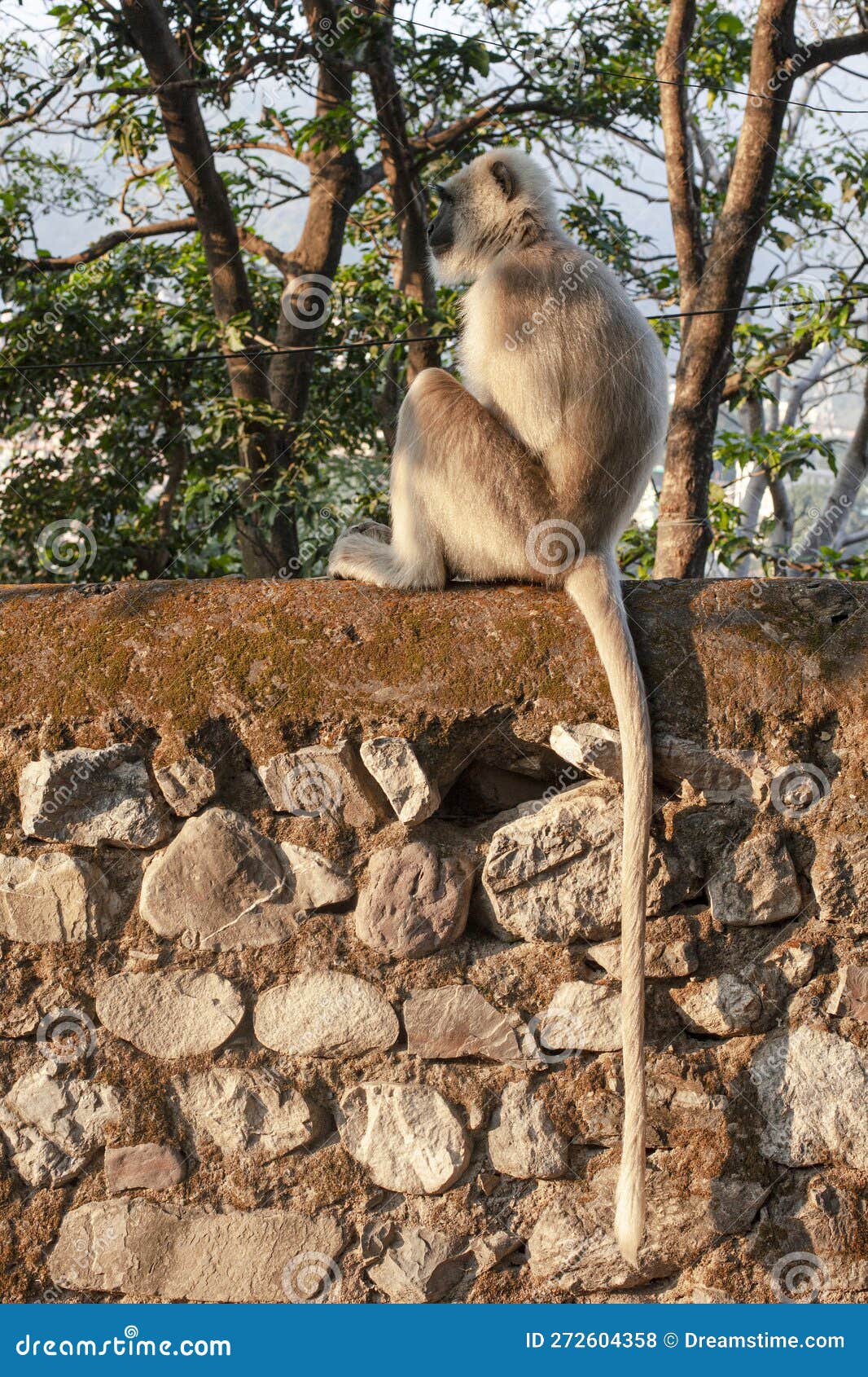 Monkey on the Street of Rishikesh Stock Photo - Image of animal ...