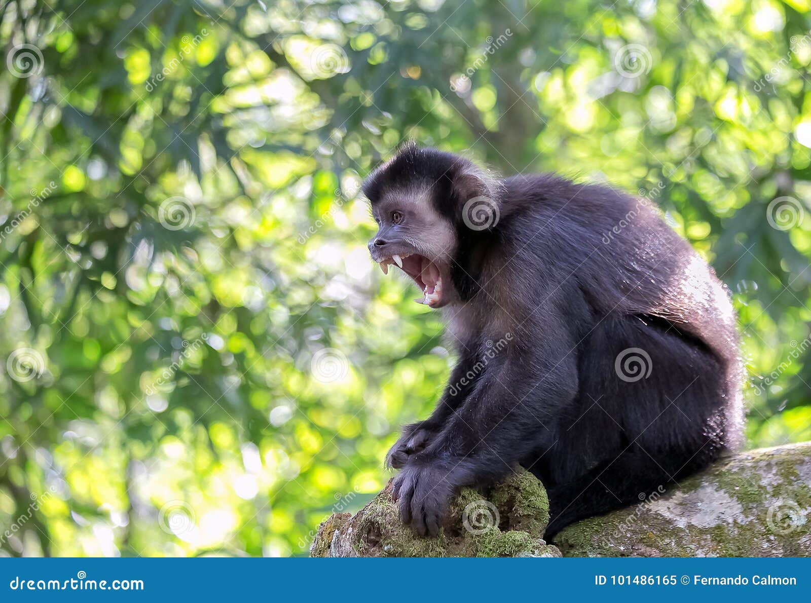 Monkey Stressed Forest Stock Photos - Free & Royalty-Free Stock Photos ...