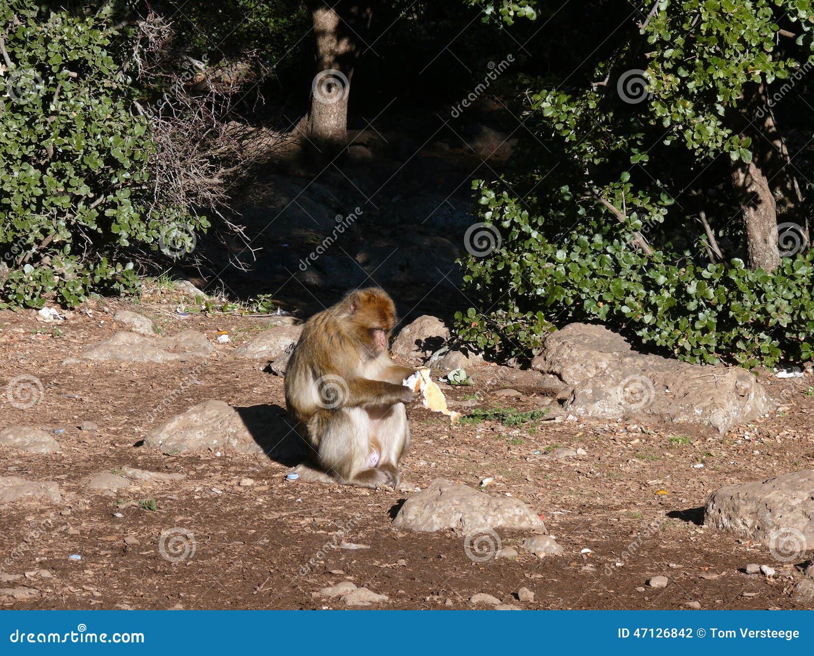 Monkey Studying an Object in Atlas Mountains Stock Photo - Image of ...