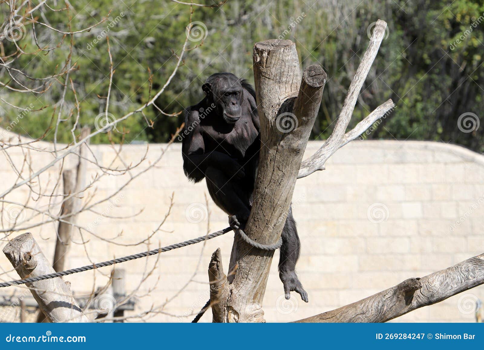 The Monkey Lives in a Zoo in Israel. Stock Image - Image of animal ...