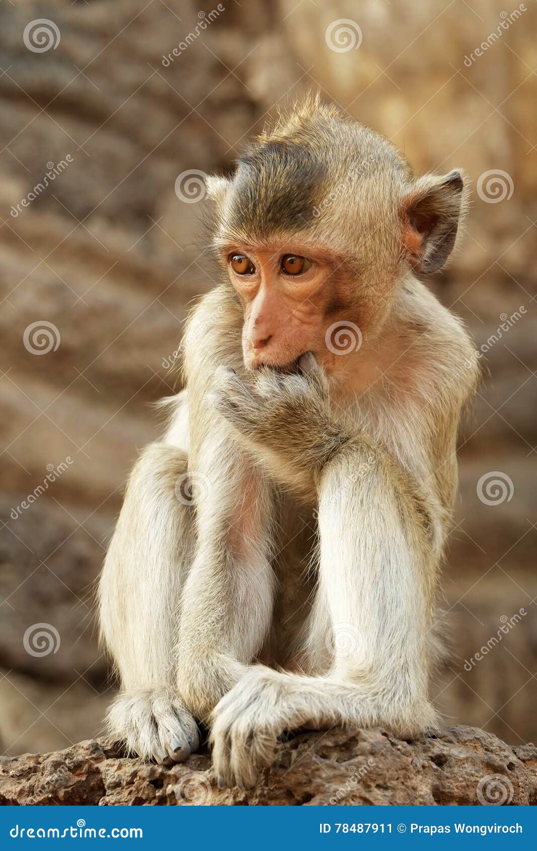 Monkey stock image. Image of widlife, macaque, hairy - 78487911