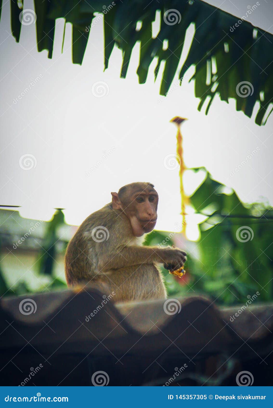 Monkey stock image. Image of monkey, summer, banana - 145357305
