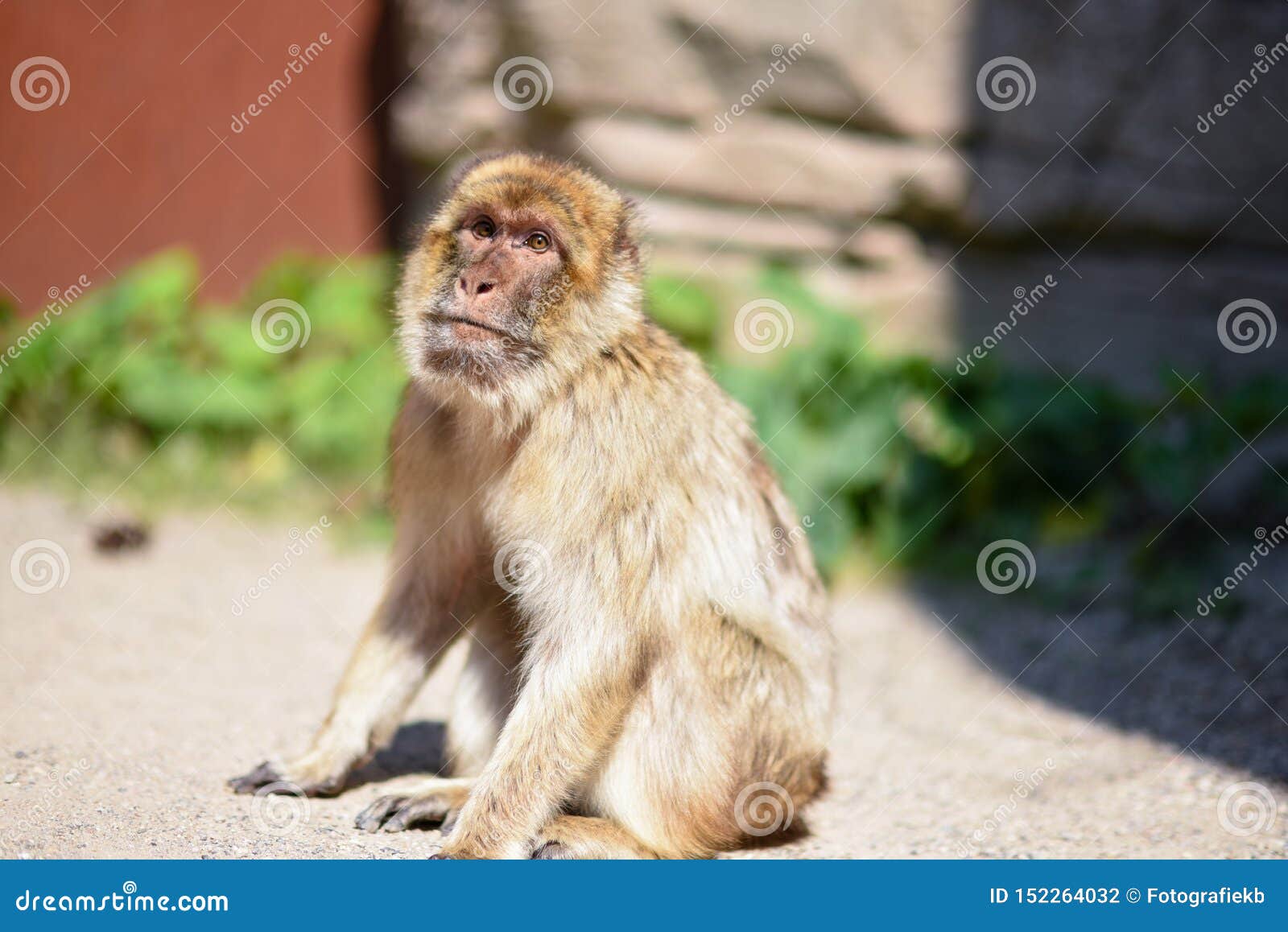 Monkey in the Sun is Watching Right into the Camera Stock Photo - Image ...
