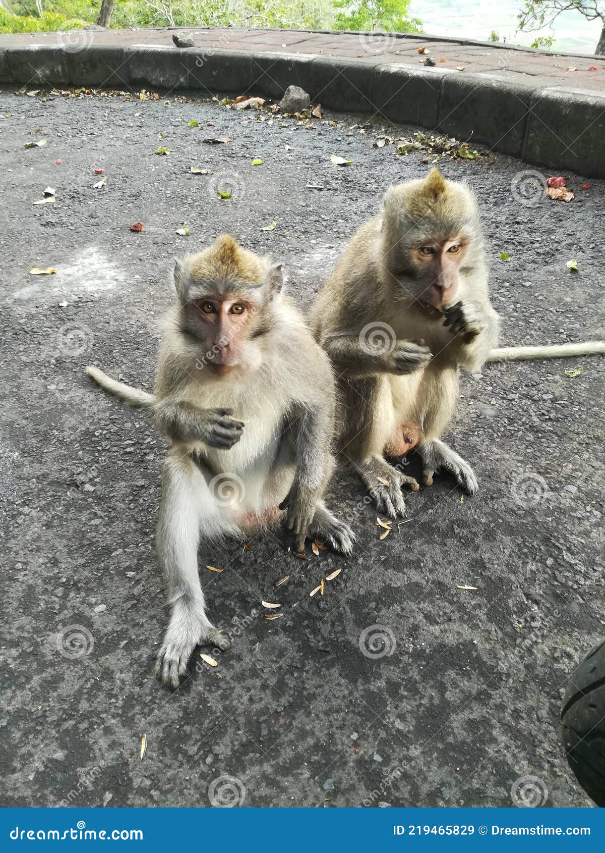 Monkey and the Sunflower Seeds Stock Image - Image of squirrel ...