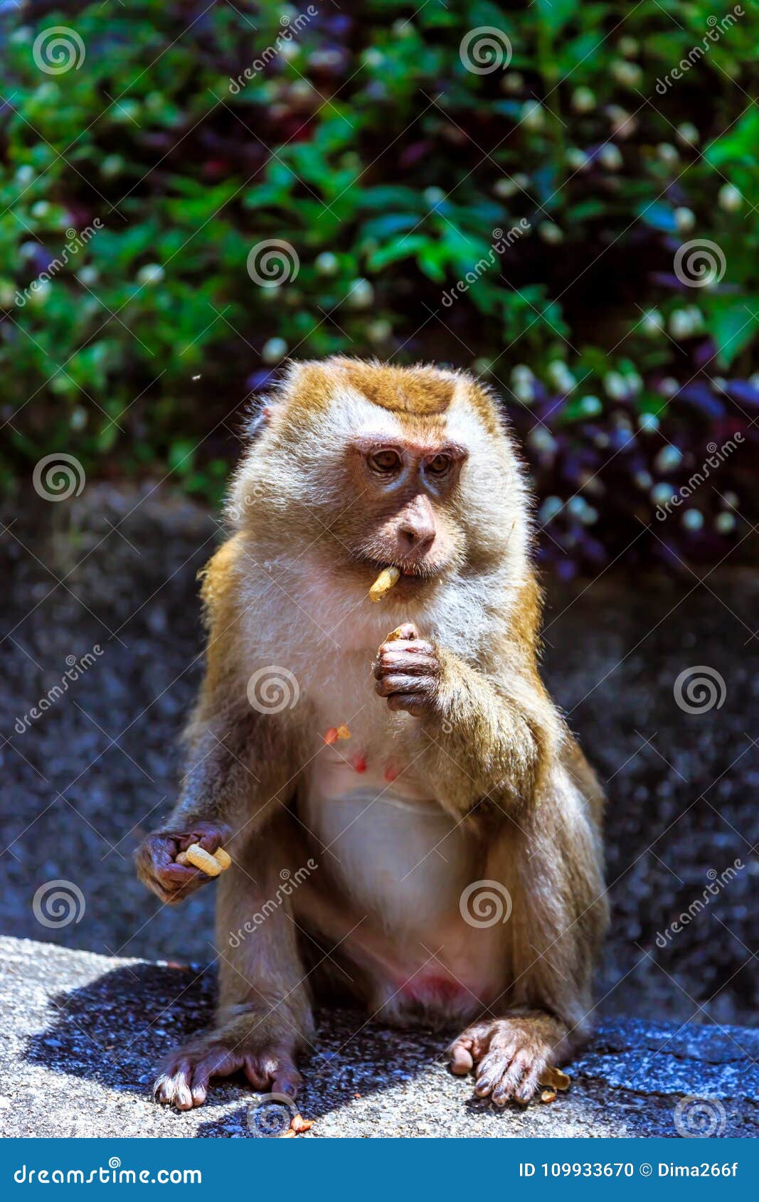 Monkey at Sunny Day at Monkey Hill Stock Photo - Image of wild, primate ...