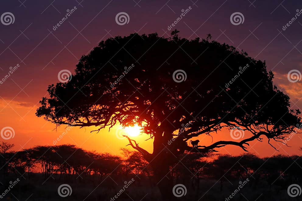 Monkey on Sunset stock image. Image of beauty, branch - 20989177