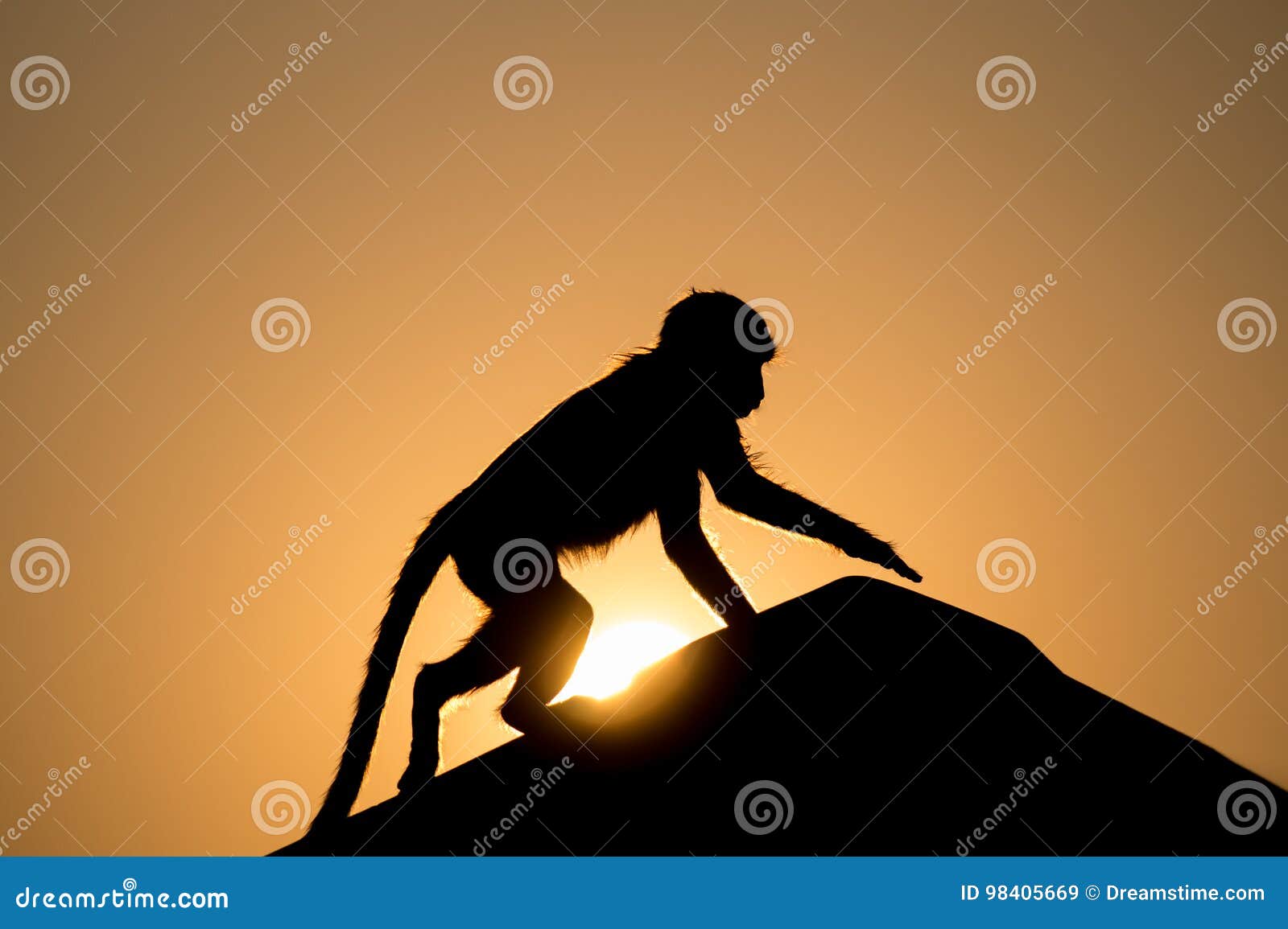 Monkey in Sunset stock image. Image of makake, makak - 98405669