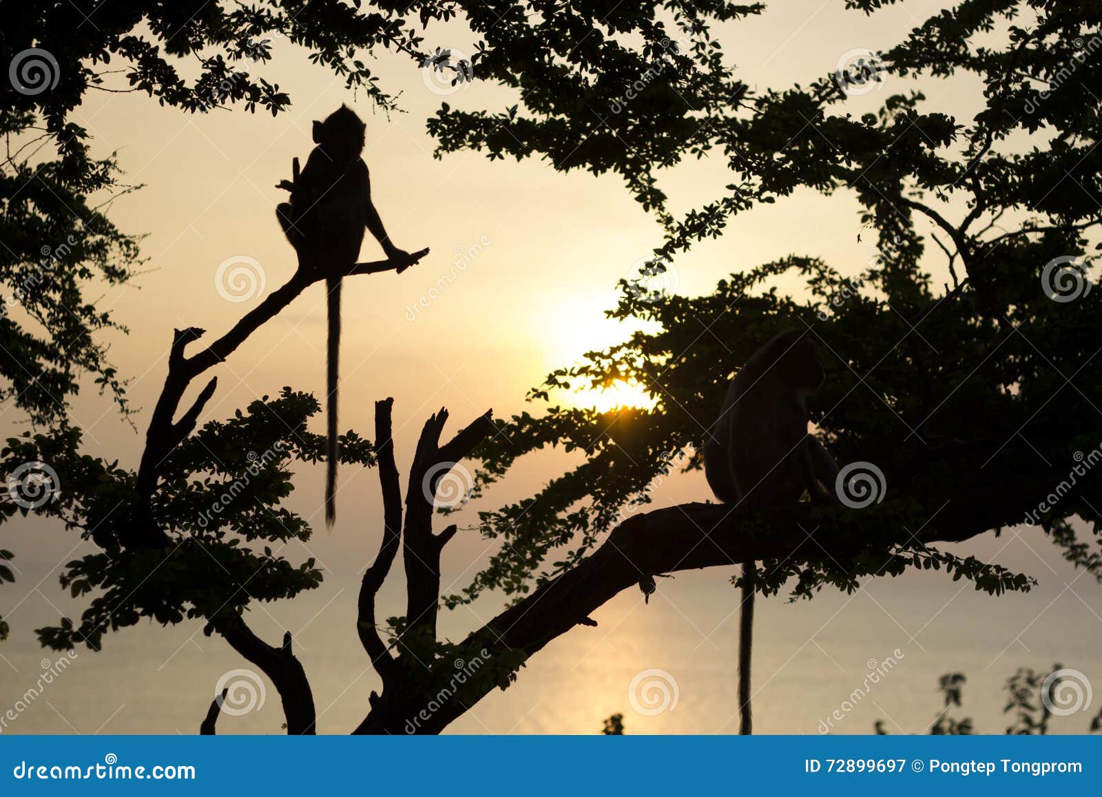 Monkey and sunset stock image. Image of macaque, homesick - 72899697