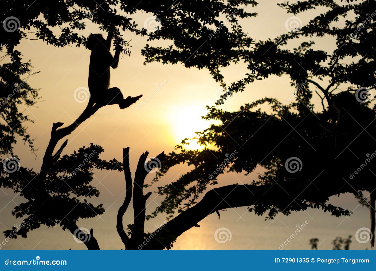 Monkey and sunset stock image. Image of animal, monkeys - 72901335