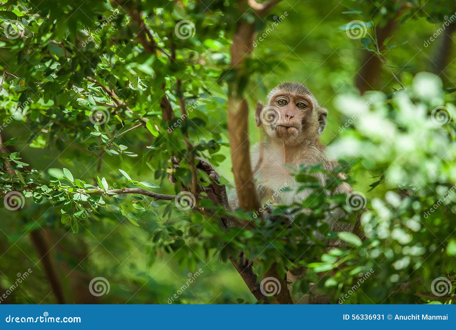 Monkey Suspect Sitting on a Tree Stock Image - Image of sitting ...