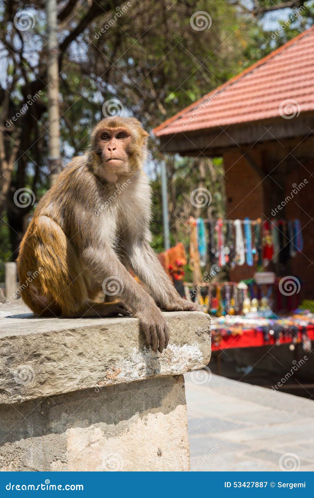 Monkey stock image. Image of tourism, asia, ancient, pray - 53427887