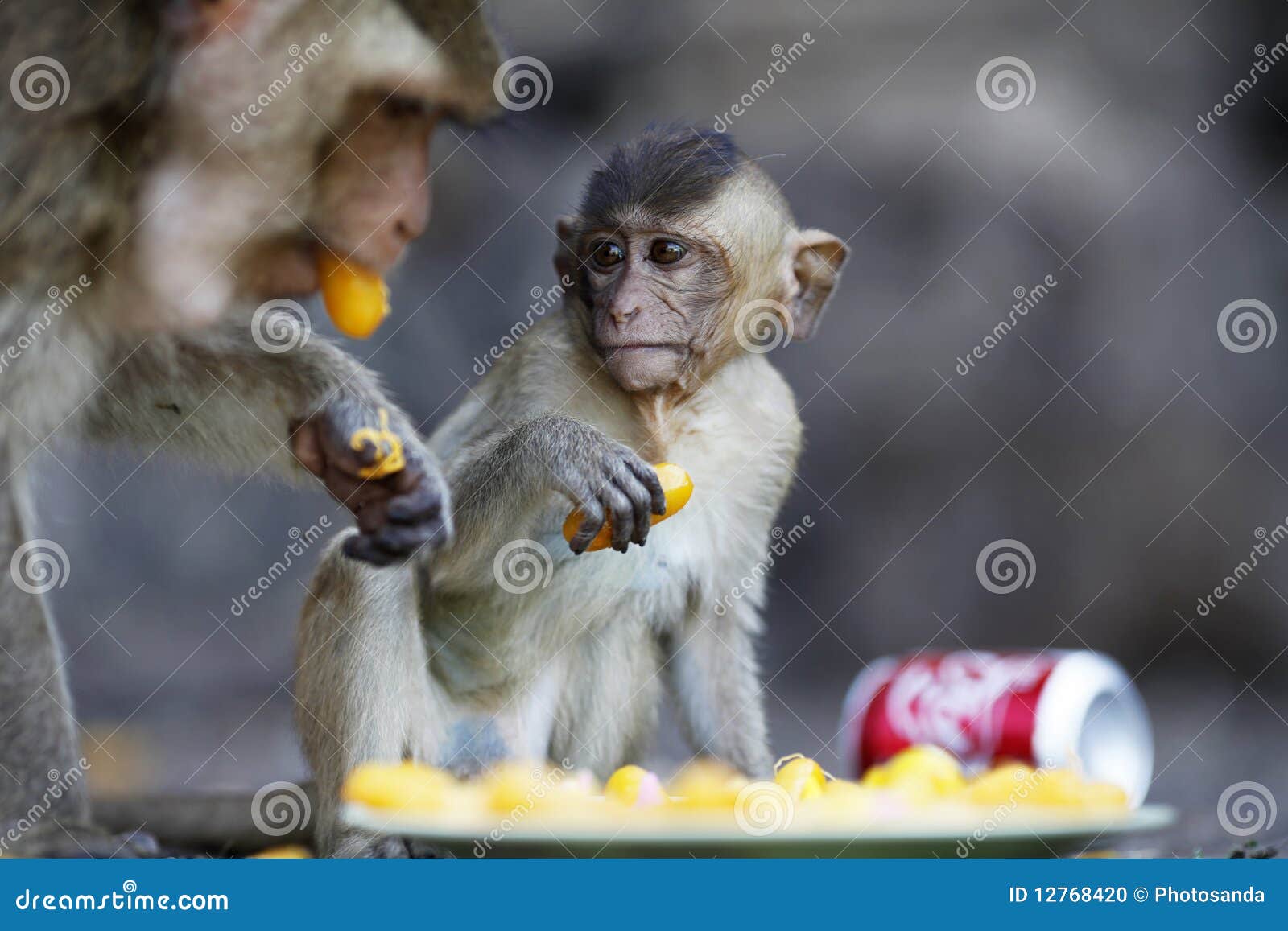 Monkey sweet stock photo. Image of long, lopbouri, nature - 12768420