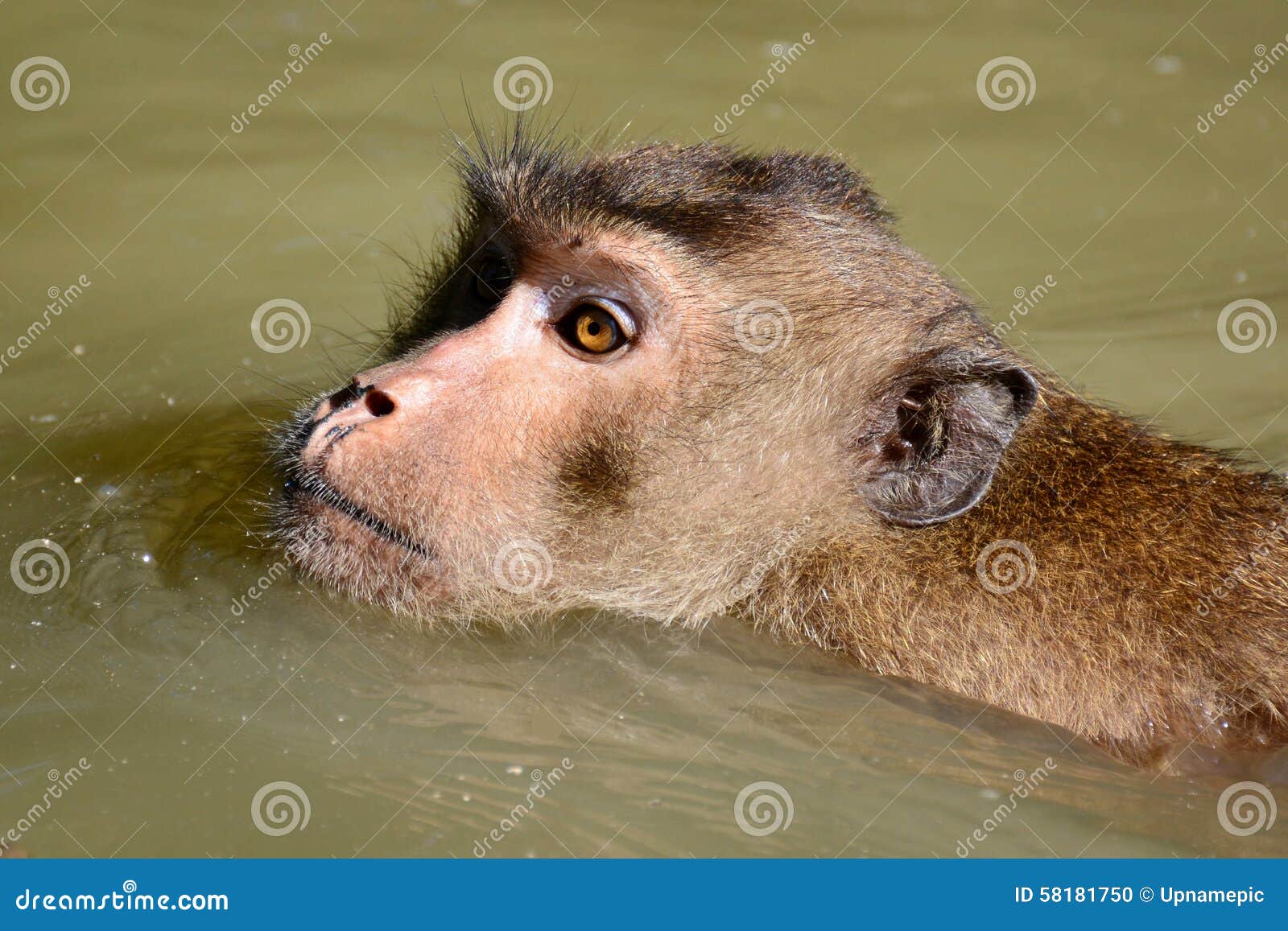 Monkey Swimming at Mangrove Forest. Stock Photo - Image of mangrove ...