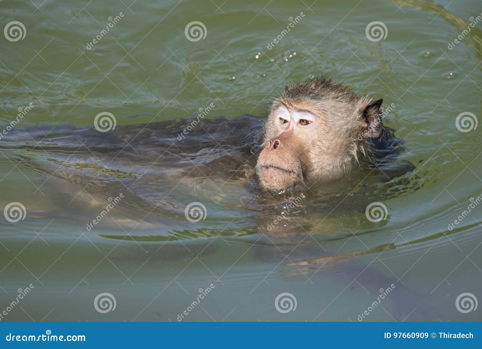 Monkey is Swimming in the Pool Stock Image - Image of animals, thailand ...