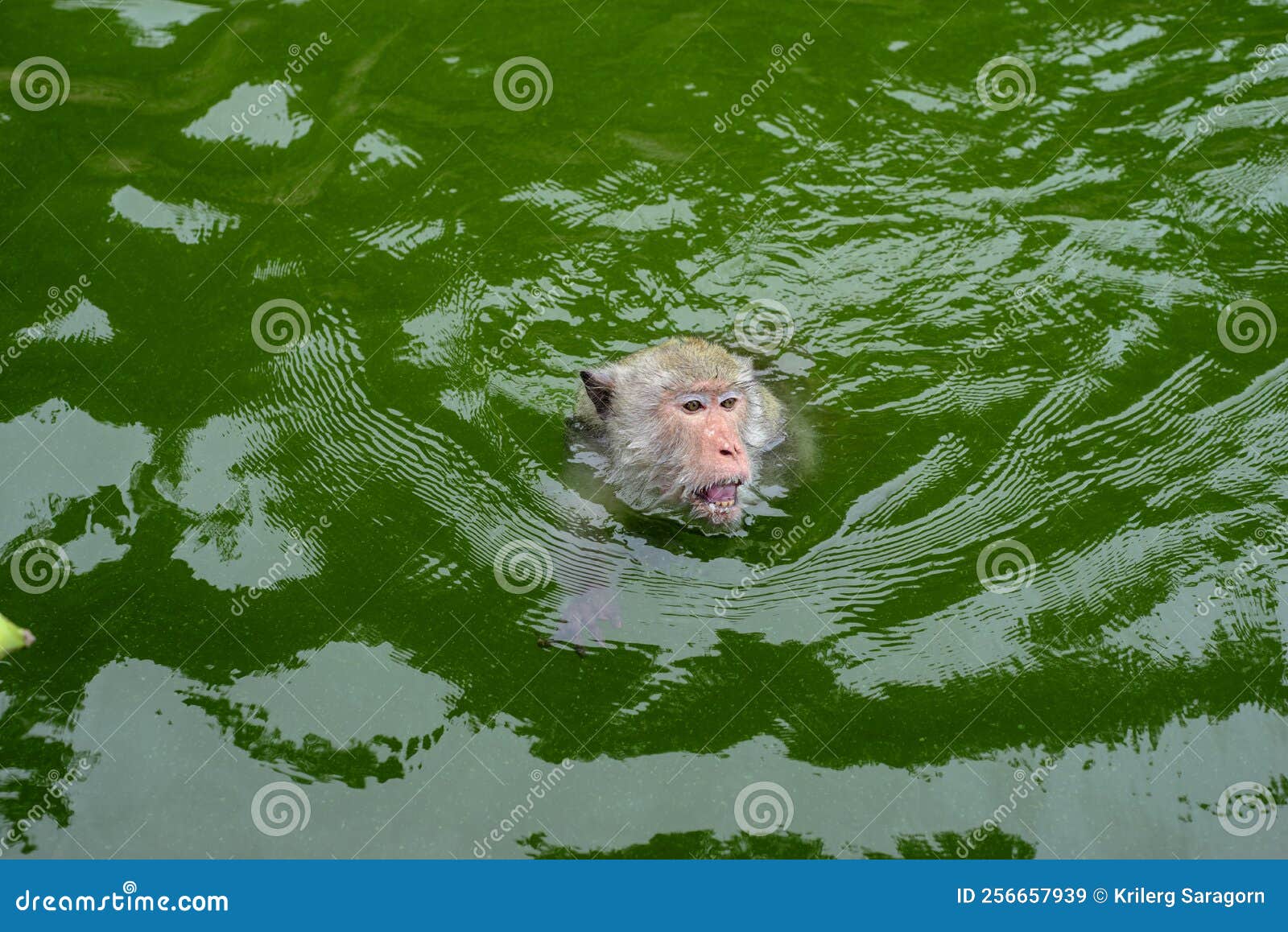 A monkey is swimming. stock image. Image of ducks, background - 256657939